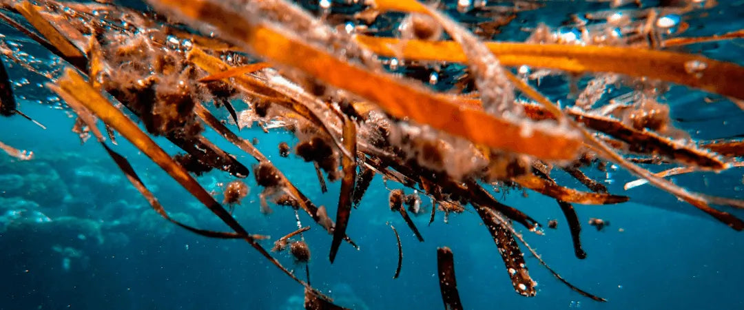 Seaweed Allergies: From Irritation to Rash Control & Treatment – Check ...